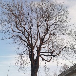 Tipuri Copaci Specii Arbori Pomi Romania - Lista Arboristica.ro