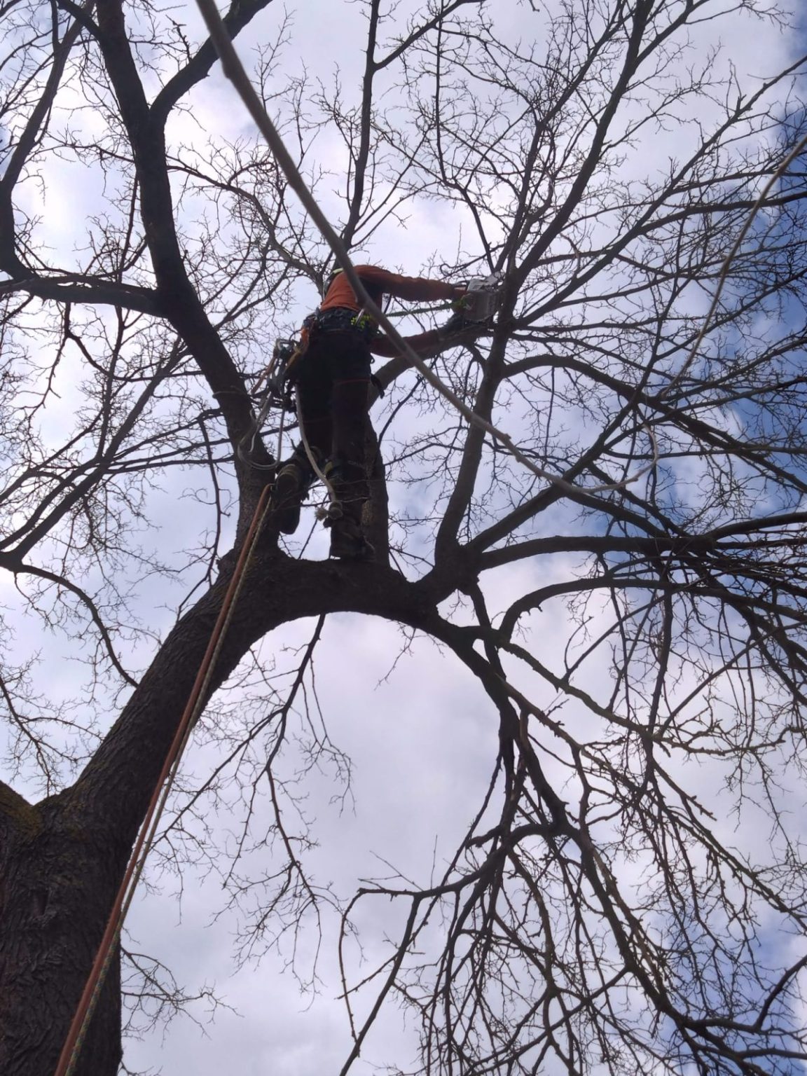 Tipuri Copaci Specii Arbori Pomi Romania - Lista Arboristica.ro